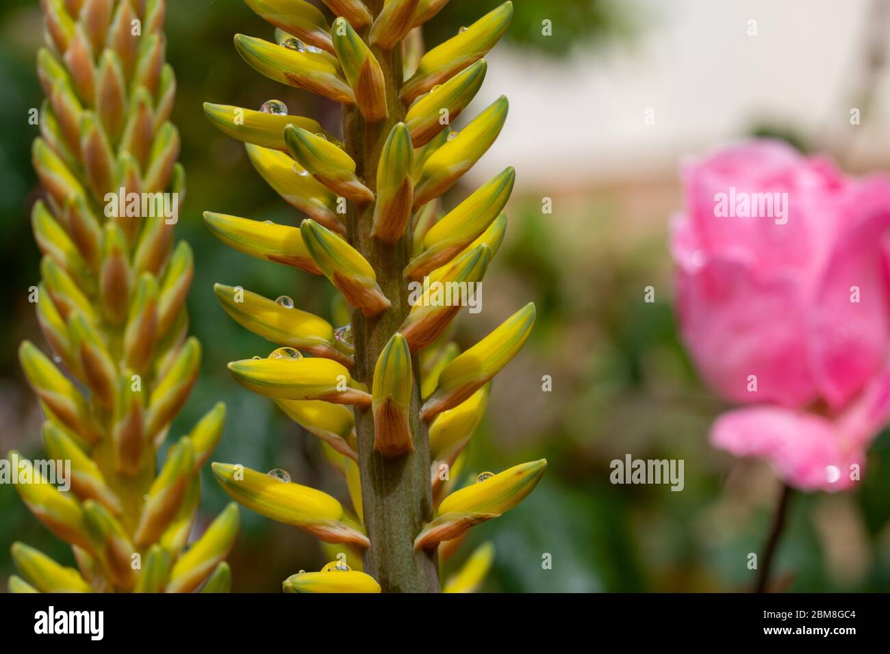 Pink roses and aloe vera flower after a rainy morning Stock Photo - Alamy