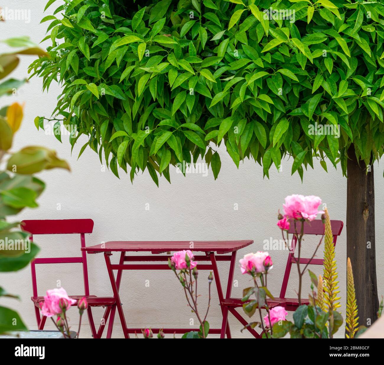 Red garden table and chairs under an orange tree and surrounded by ...