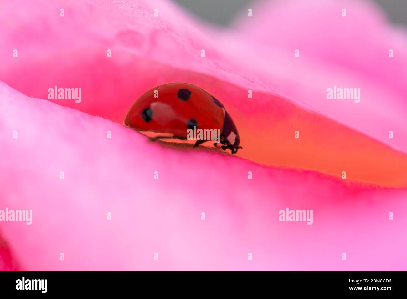 Little red ladybug hi-res stock photography and images - Alamy