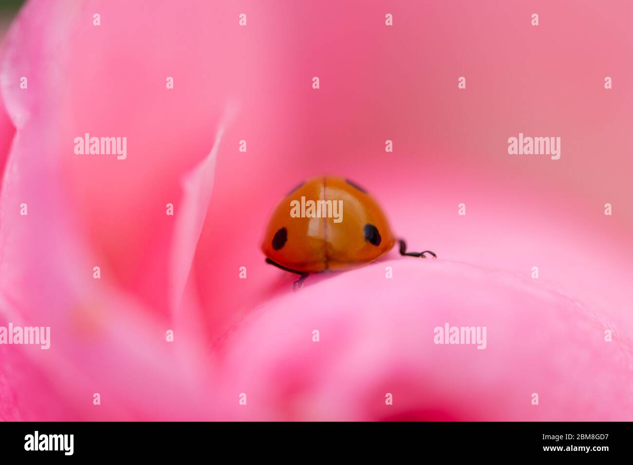 Ladybug pink hi-res stock photography and images - Alamy