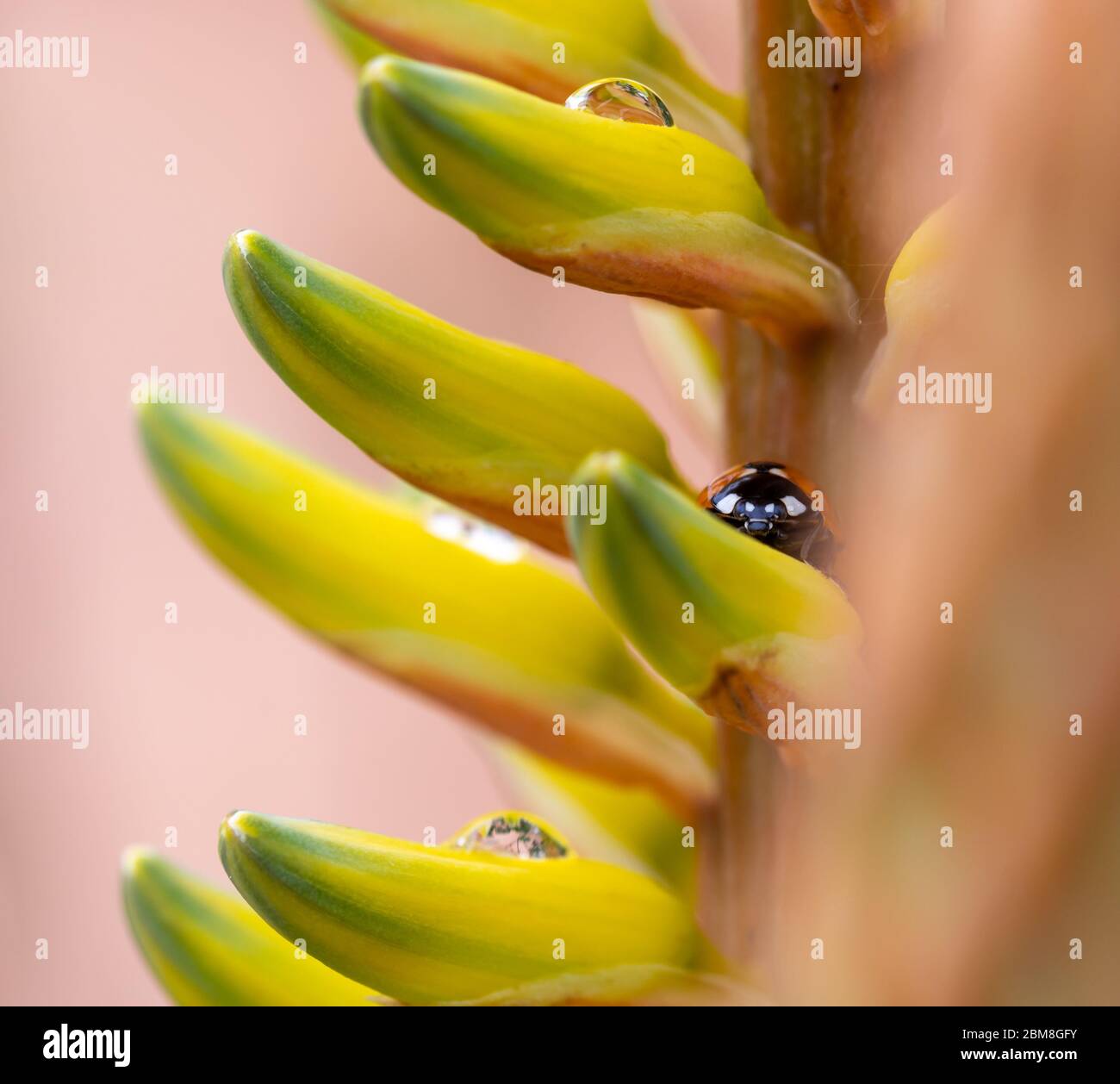 Detail of a ladybug walking among the petals of an aloe vera flower ...