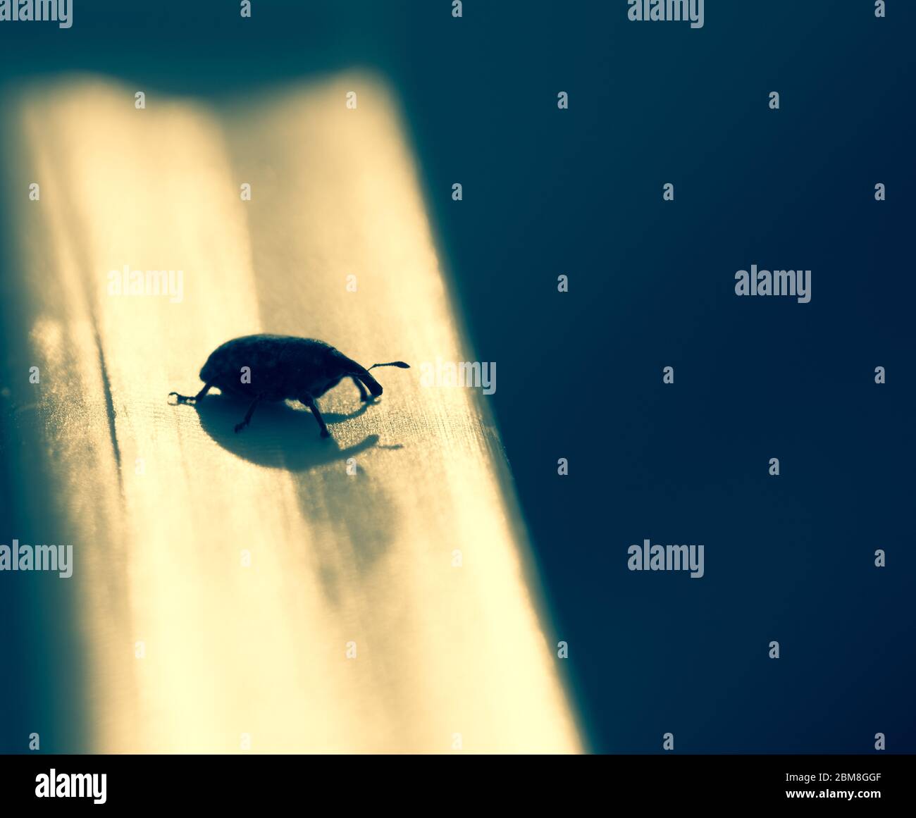 Silhouette of a weevil and its shadow on a tablet with golden ...