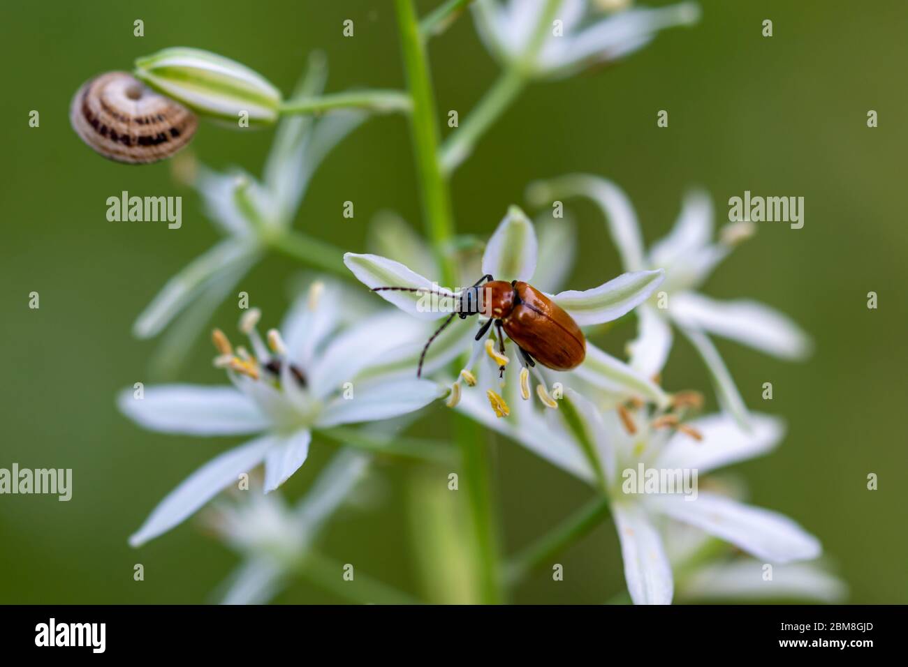Red beetle and small snail on Fistulous asphodel (Asphodelus fistulosus ...