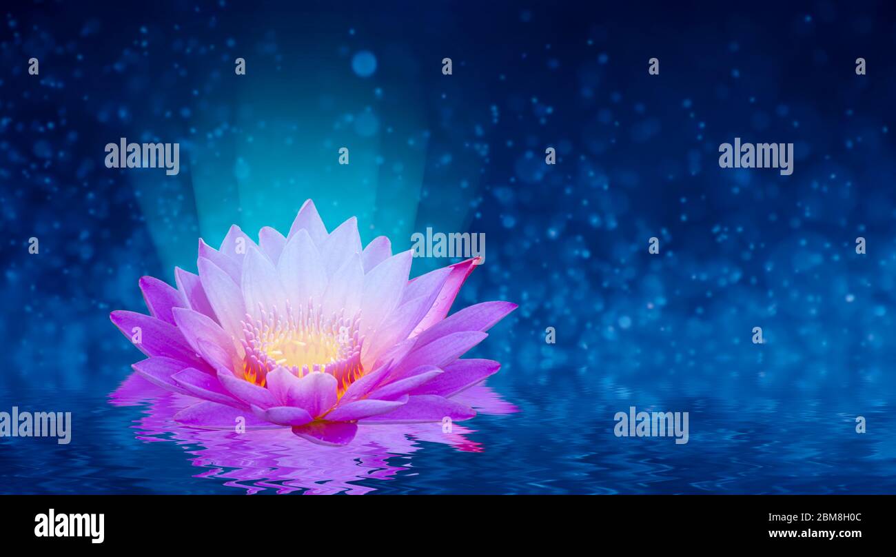 lotus Pink light purple floating light sparkle purple background Stock ...