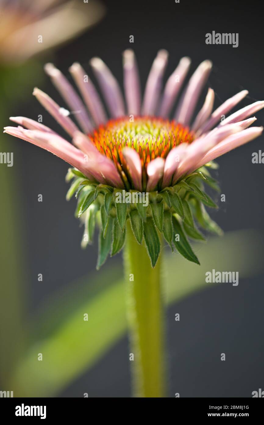 Garden glower hi-res stock photography and images - Alamy