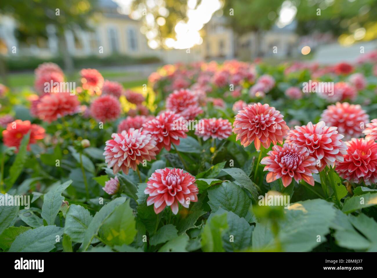 White flower red tips hi-res stock photography and images - Alamy