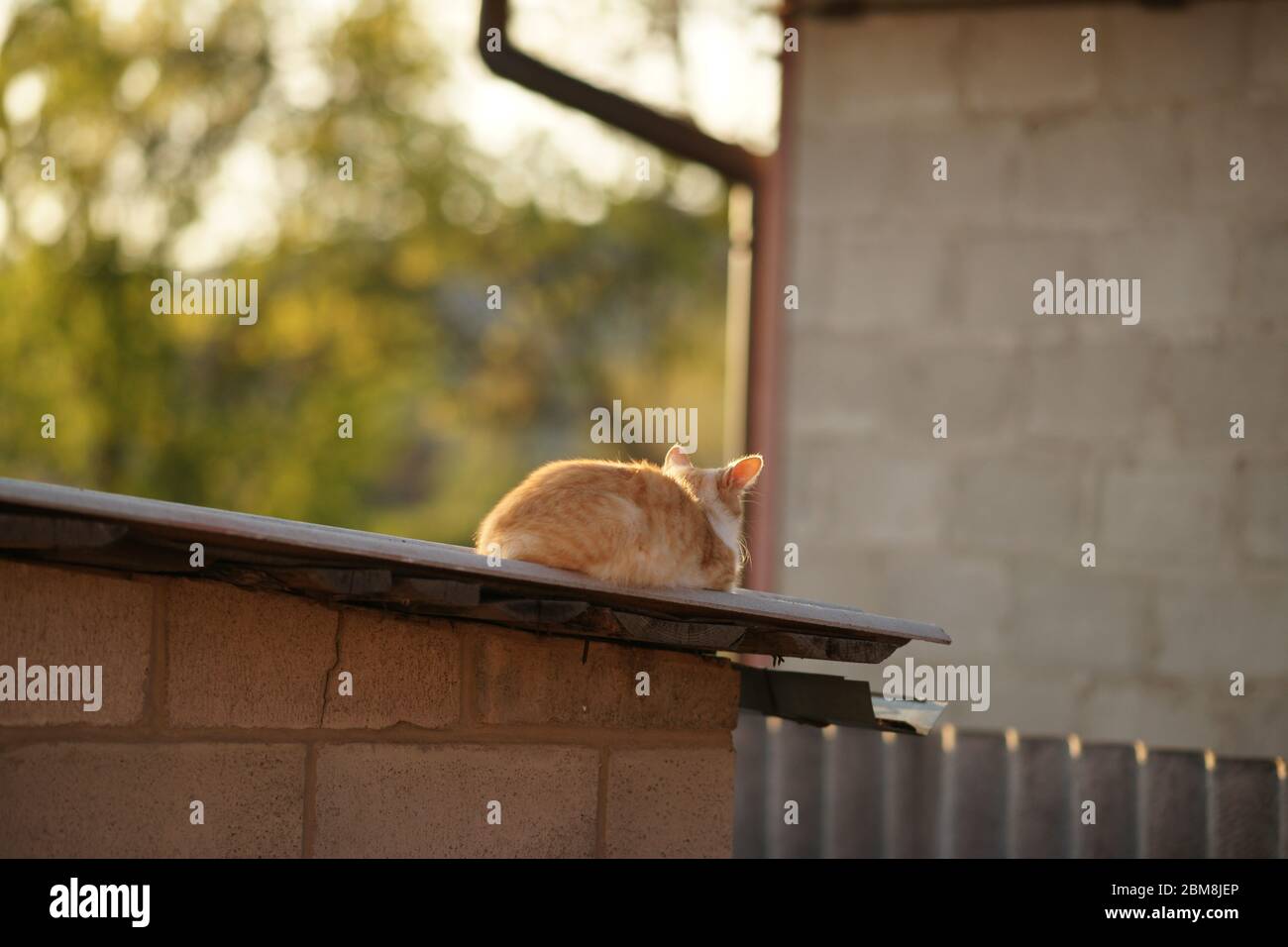 ginger white cat relaxed on the rural roof Stock Photo - Alamy