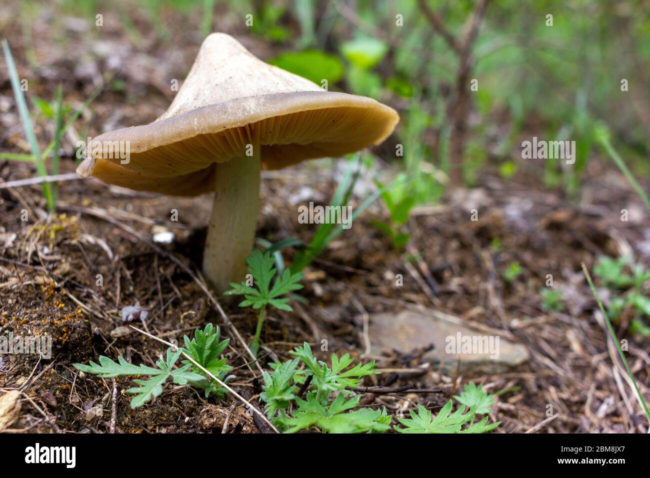 Lamellar fungus on the lawn in spring undergrowth. Small mushroom seen ...