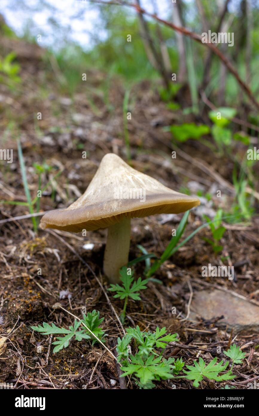Lamellar fungus on the lawn in spring undergrowth. Small mushroom seen ...
