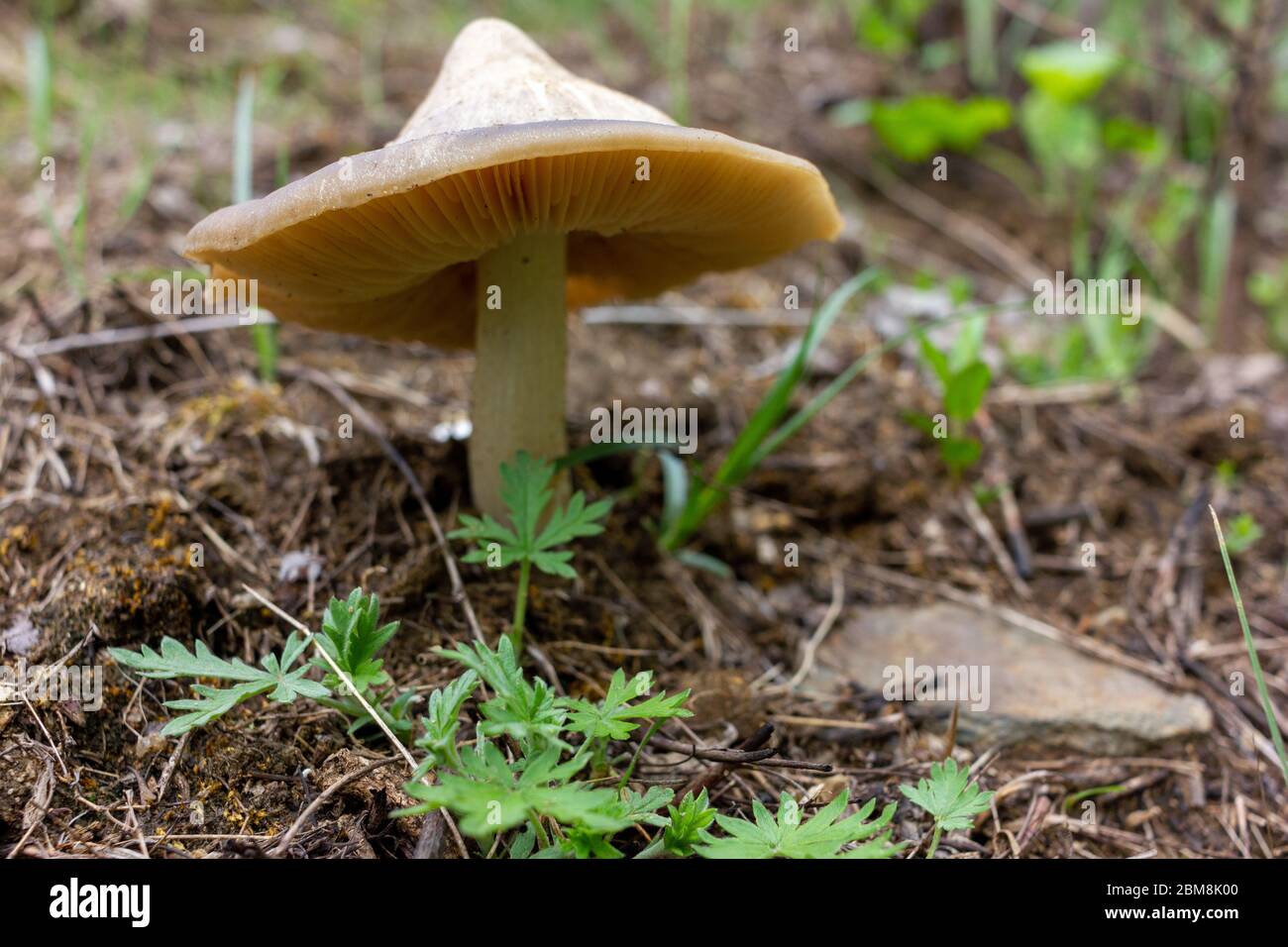 Lamellar fungus on the lawn in spring undergrowth. Small mushroom seen ...