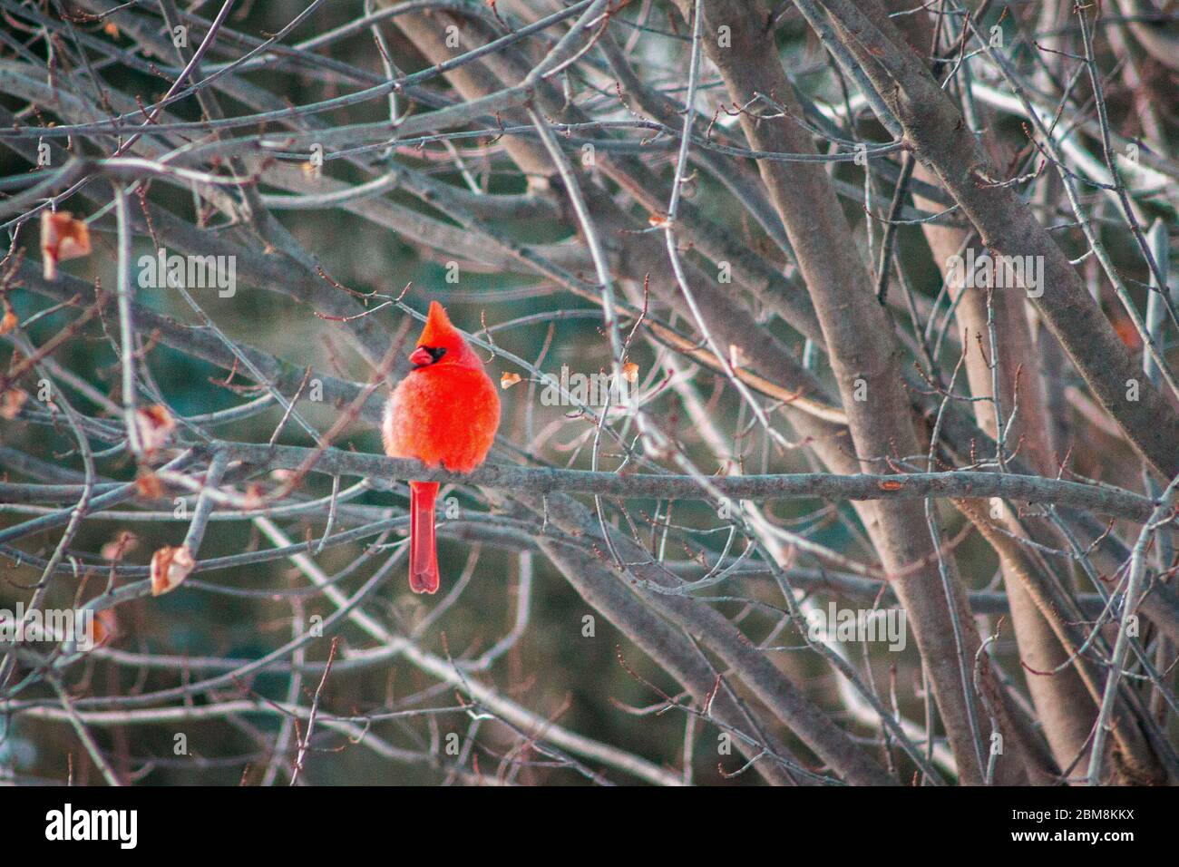 Red maple cardinal hi-res stock photography and images - Alamy