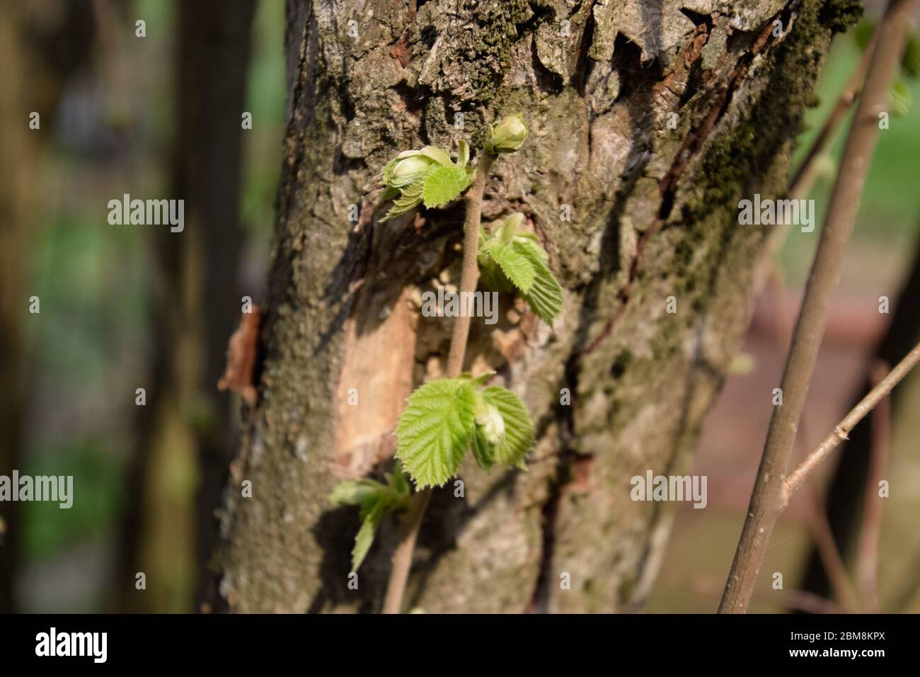 The buds of hazelnuts in the spring. Leaves and branches of hazel Stock ...