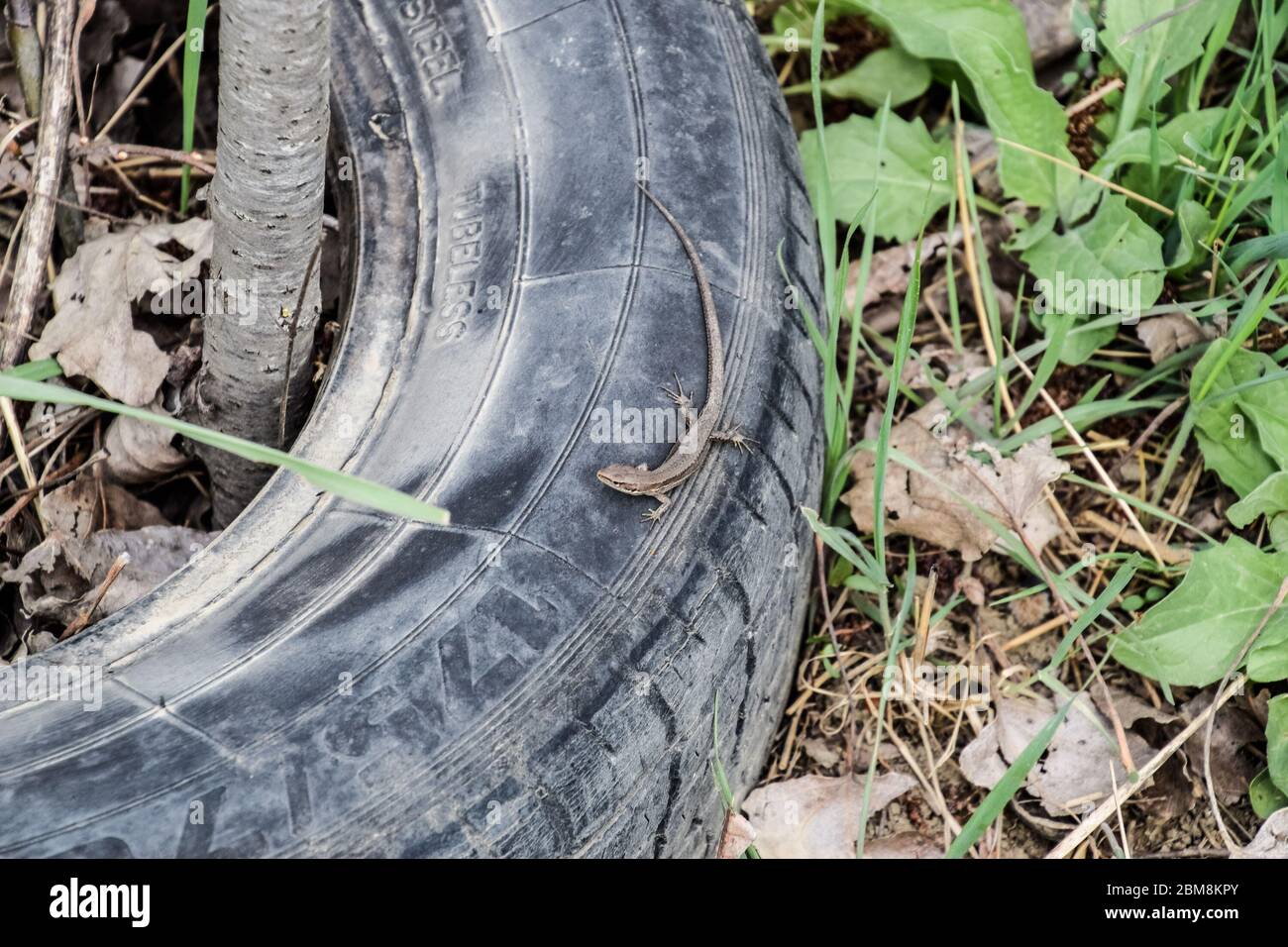 Gray lizards hi-res stock photography and images - Alamy