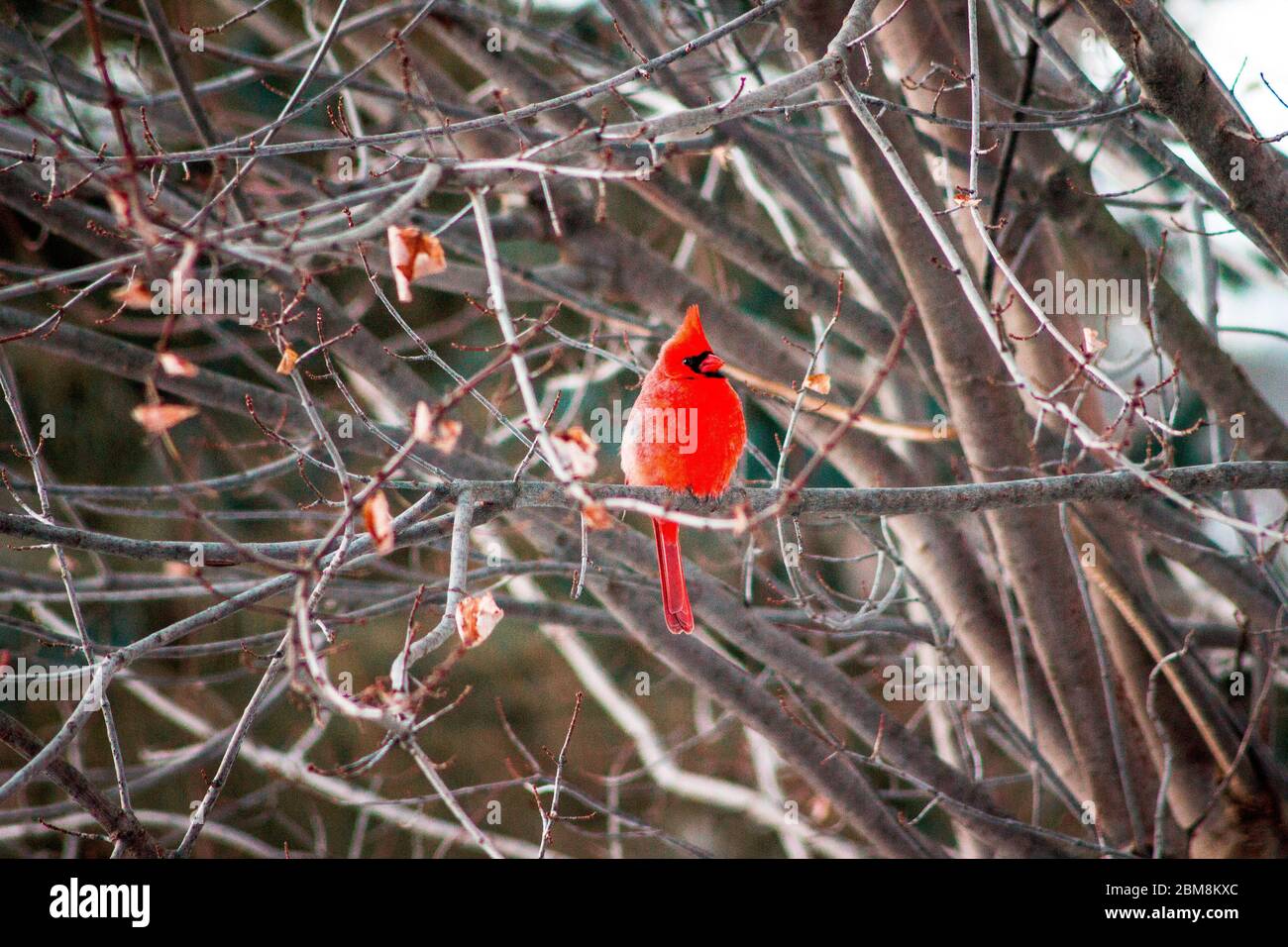 Winter landscape with cardinal hi-res stock photography and images - Alamy
