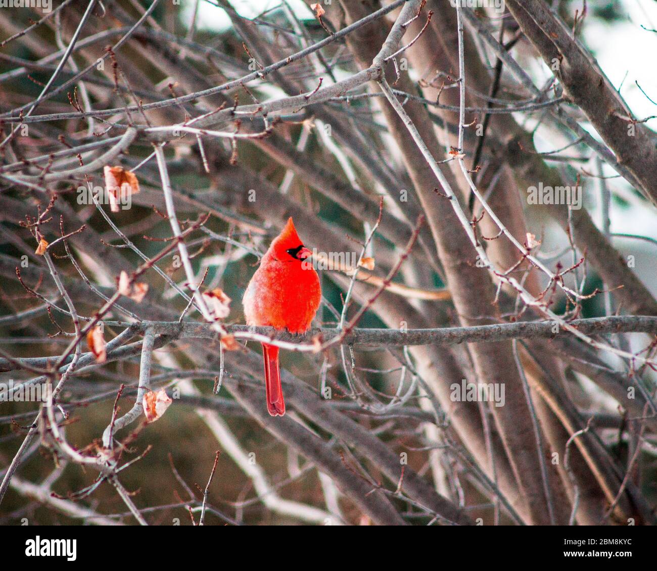 Winter landscape with cardinal hi-res stock photography and images - Alamy