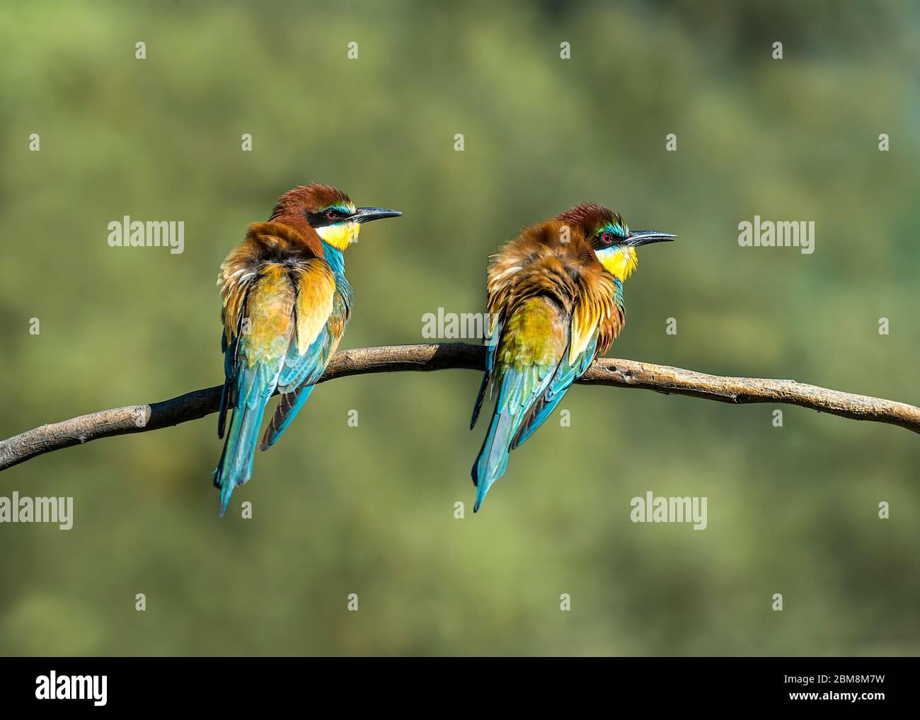 Bee eater couple hi-res stock photography and images - Alamy
