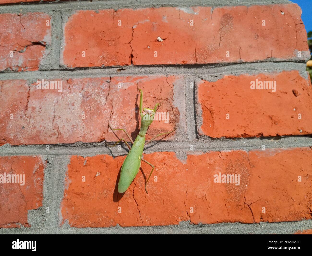 Insect mandibles cut leaf hi-res stock photography and images - Alamy