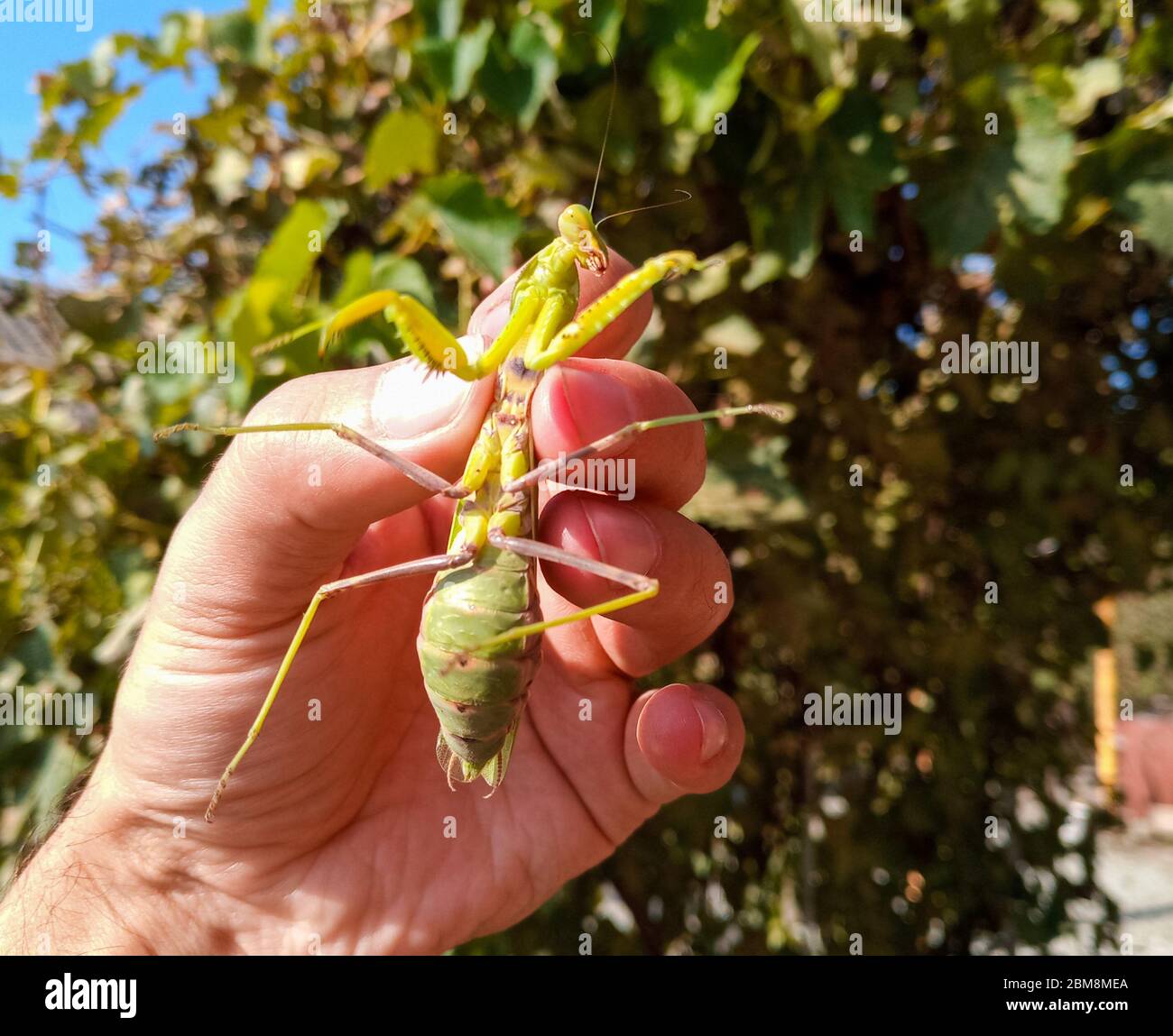 Female human species hi-res stock photography and images - Alamy