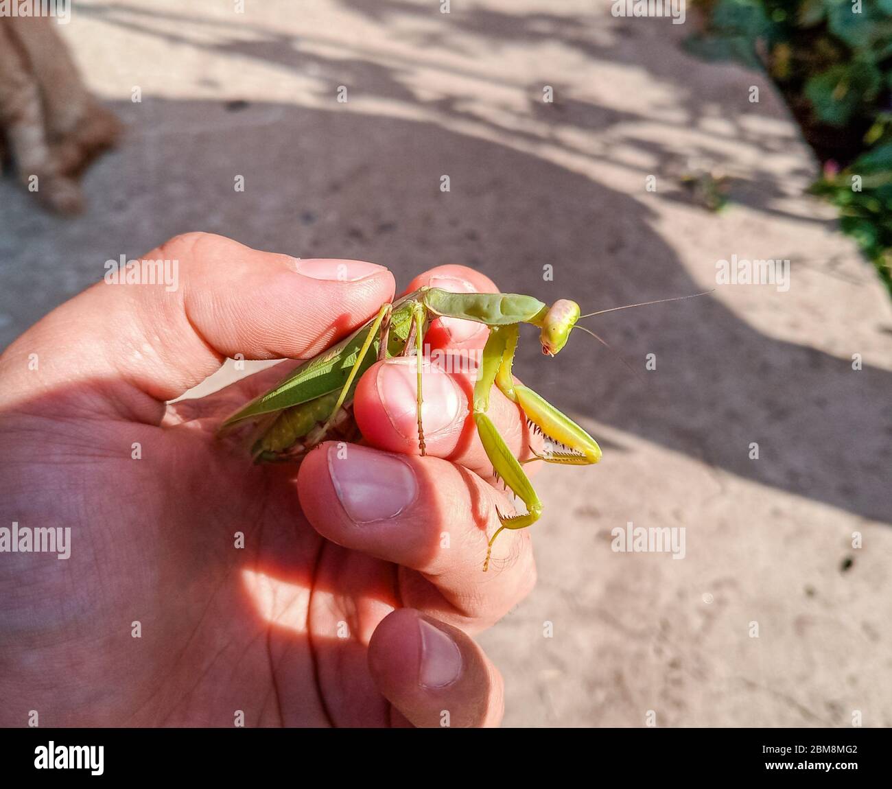 Mantis on human hand hi-res stock photography and images - Alamy
