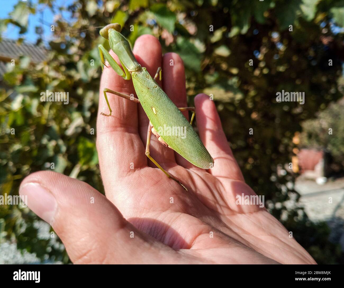 Female mantis hi-res stock photography and images - Alamy