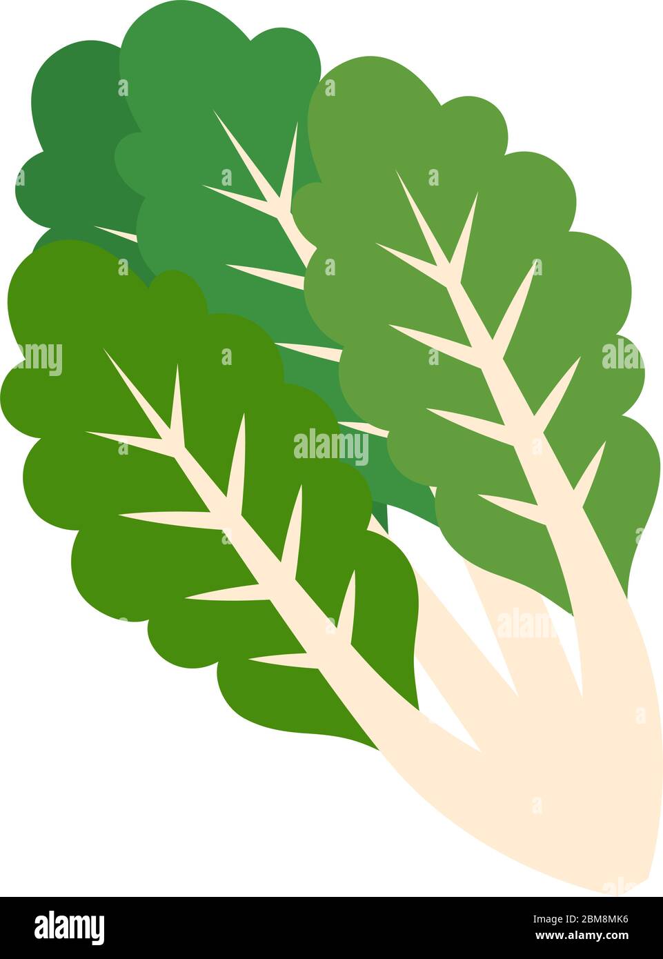 Chard illustration vector on Stock Vector Images - Alamy