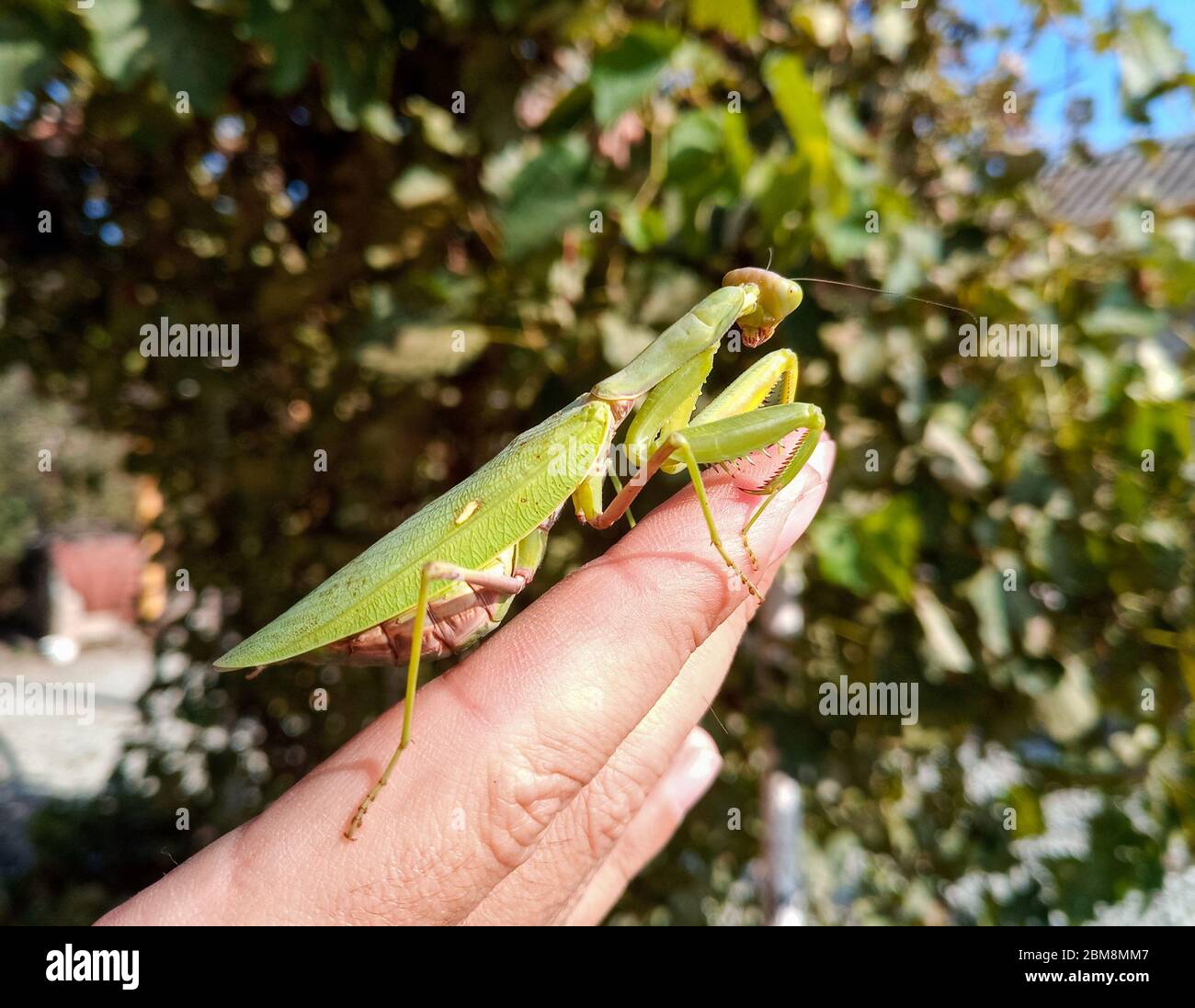 A female mantis, a predatory mantis insect on a human hand Stock Photo ...