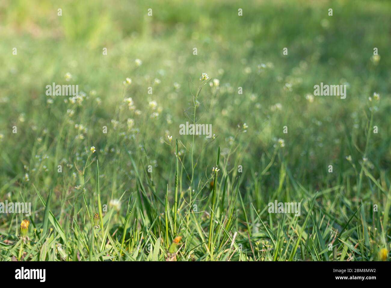 Green fresh various kinds spring wild grass with small flowers in light ...