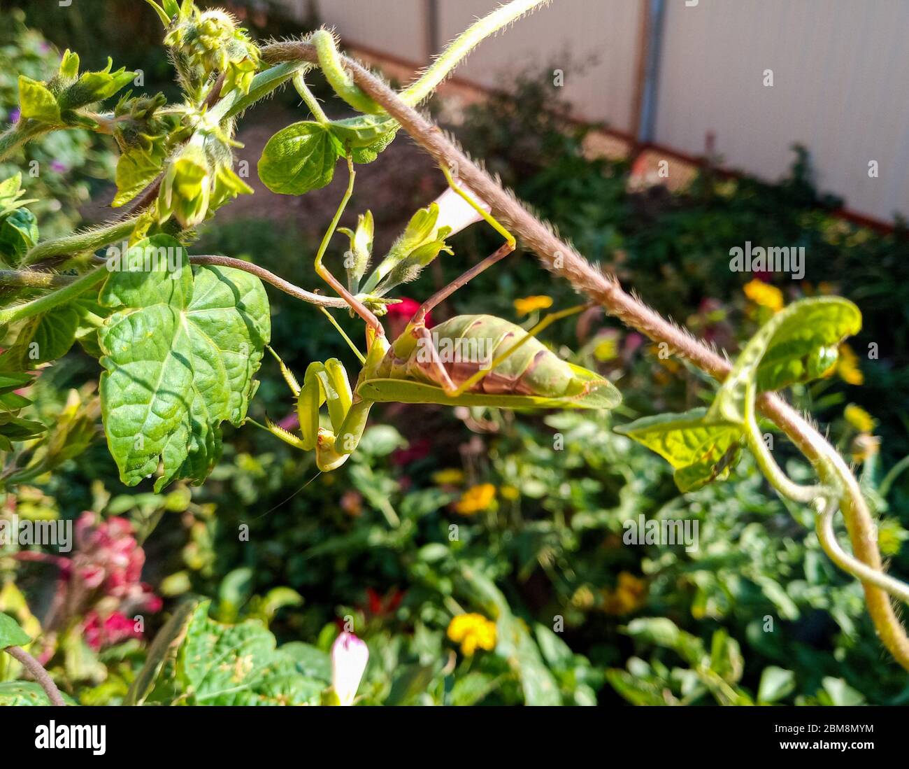 female mantis, a predatory insect mantis on a green plant Stock Photo ...