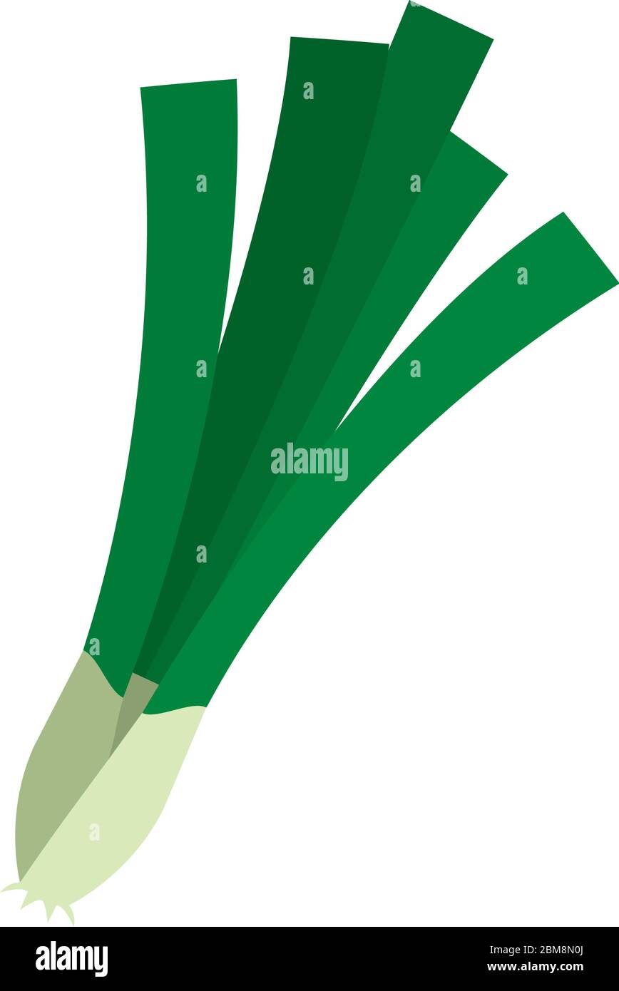 Fresh green onion scallion Stock Vector Images - Alamy