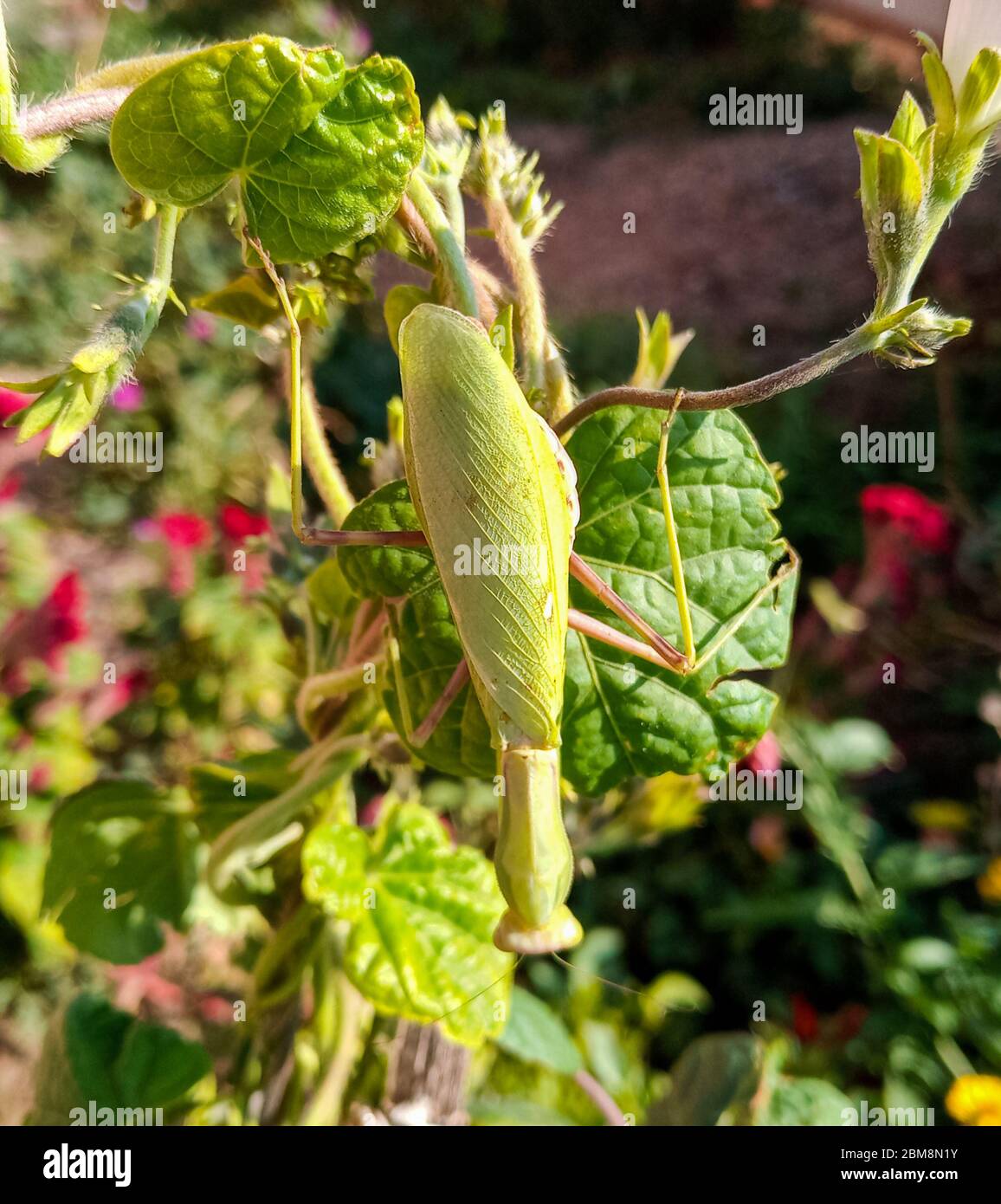 female mantis, a predatory insect mantis on a green plant Stock Photo ...