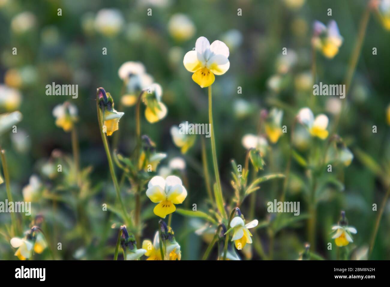 Field mini violets small white and yellow flowers grass botany close-up ...