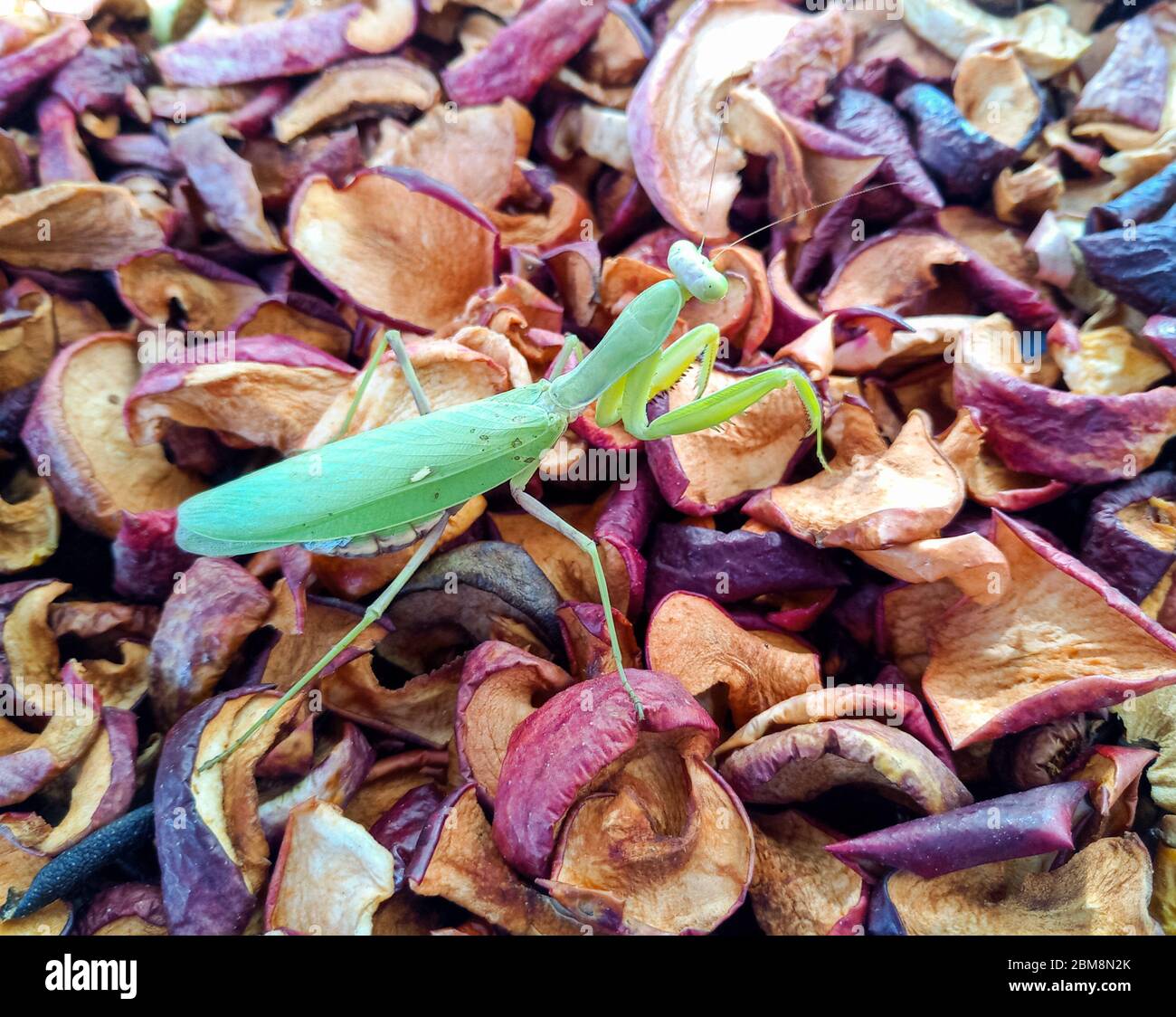 Female mantis, predatory insect mantis on dried apples Stock Photo - Alamy
