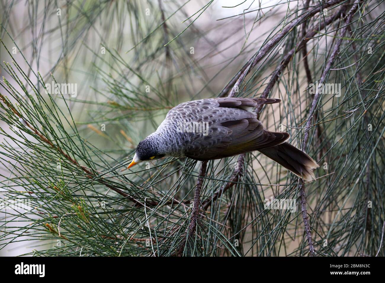 Animals in the park: Birds at the park outside on a nice day, nature is ...