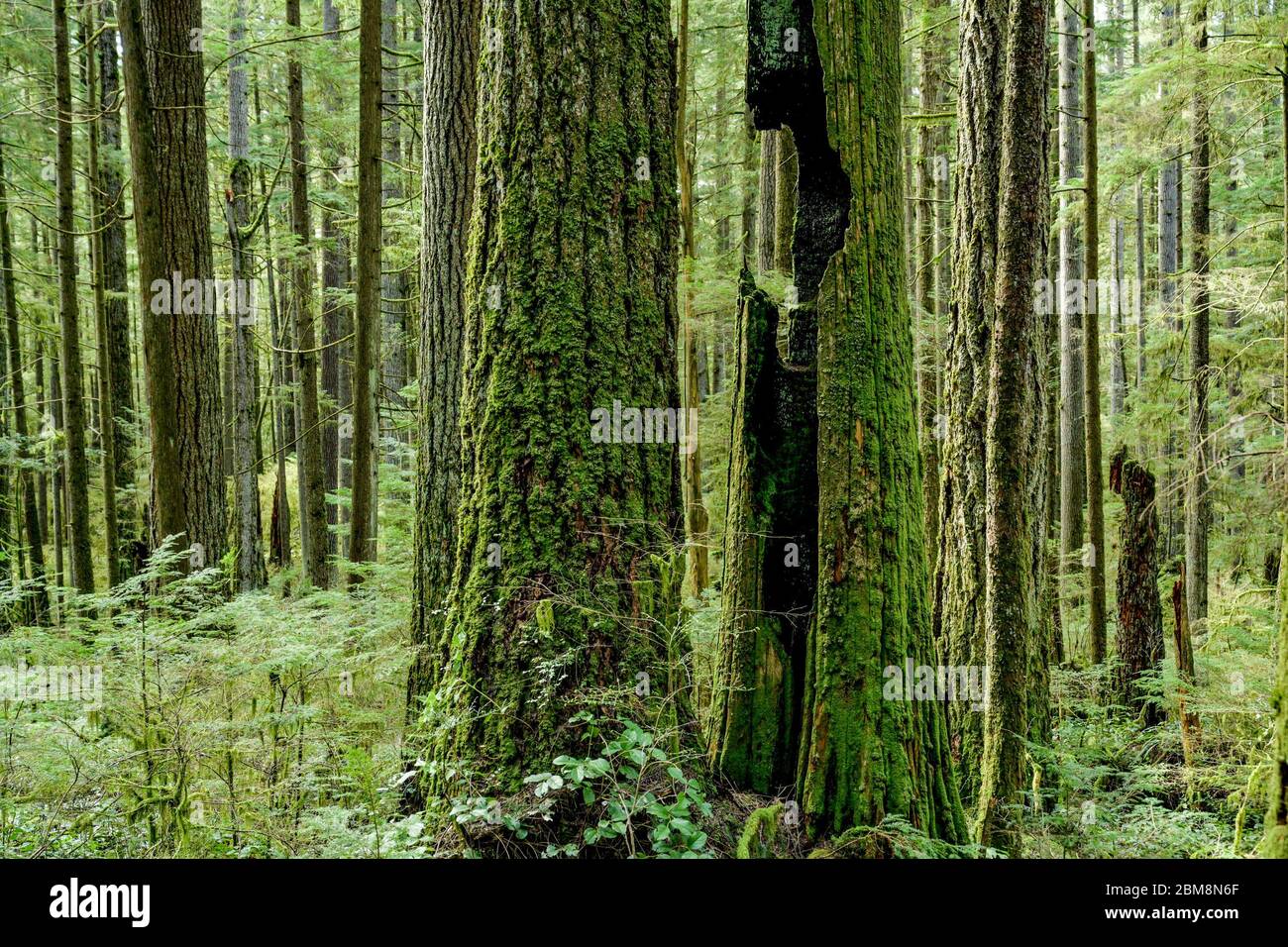 Second growth trees hi-res stock photography and images - Alamy