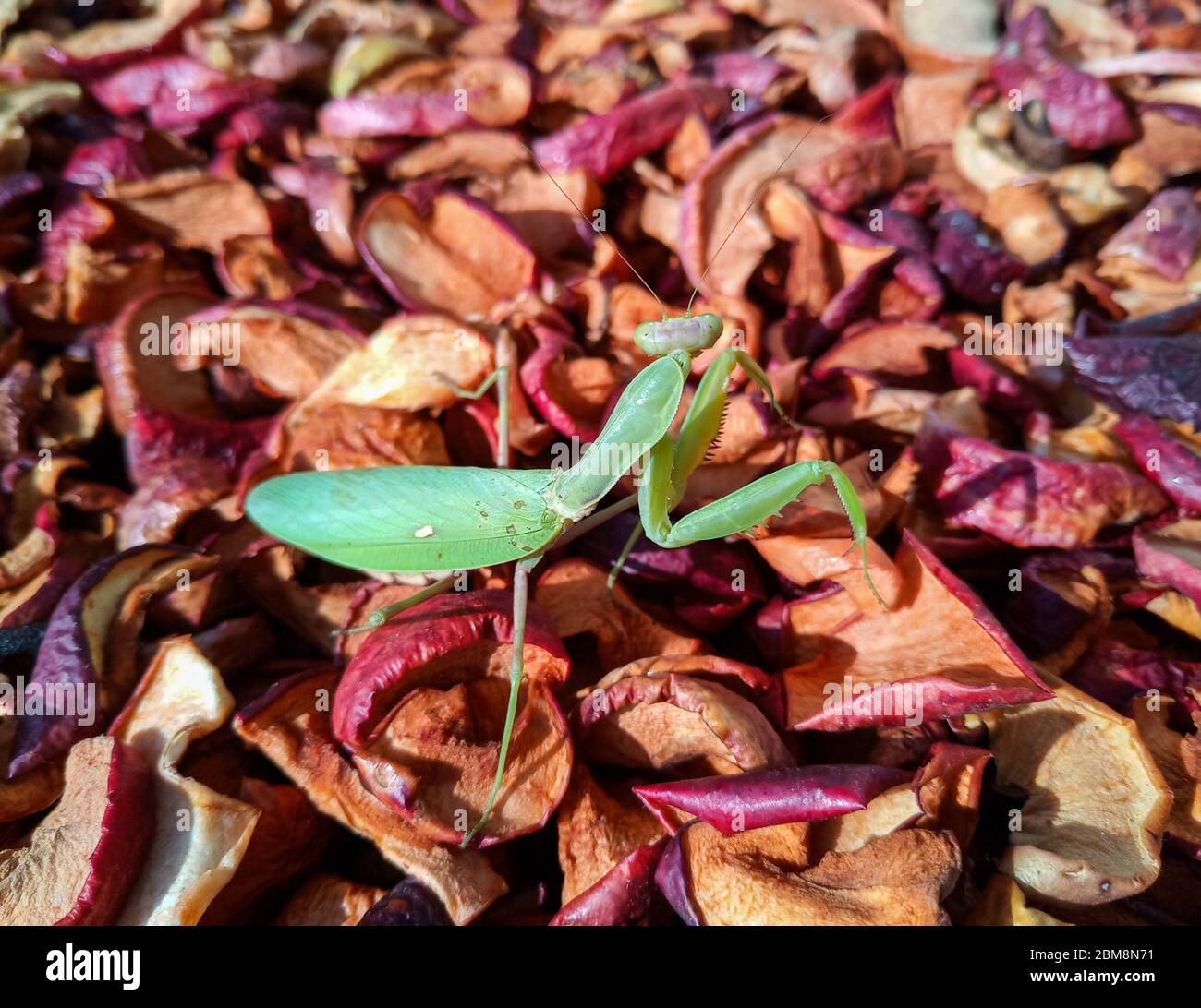Female mantis, predatory insect mantis on dried apples Stock Photo - Alamy