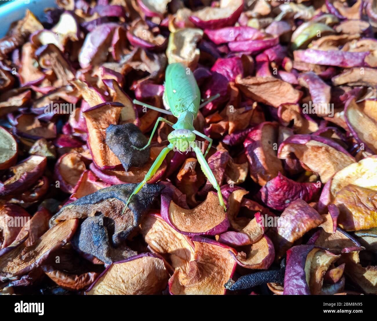 Female mantis, predatory insect mantis on dried apples Stock Photo - Alamy