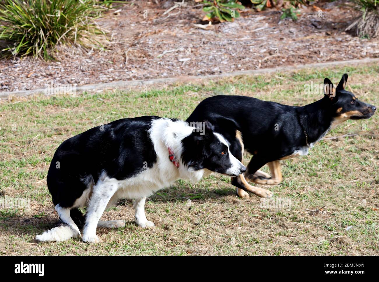 Animals in the park: Dogs at the park running around having a play ...