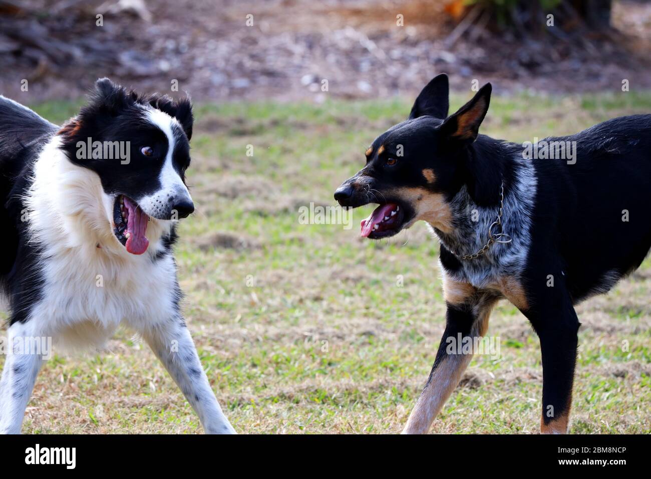 Animals in the park: Dogs at the park running around having a play ...