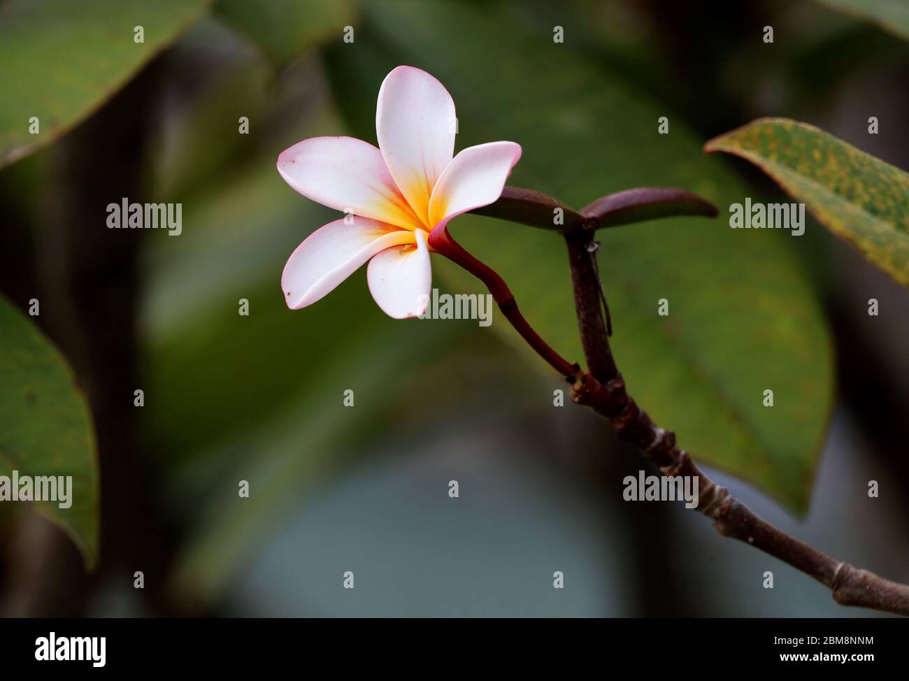 Tree Like Plants High Resolution Stock Photography and Images - Alamy