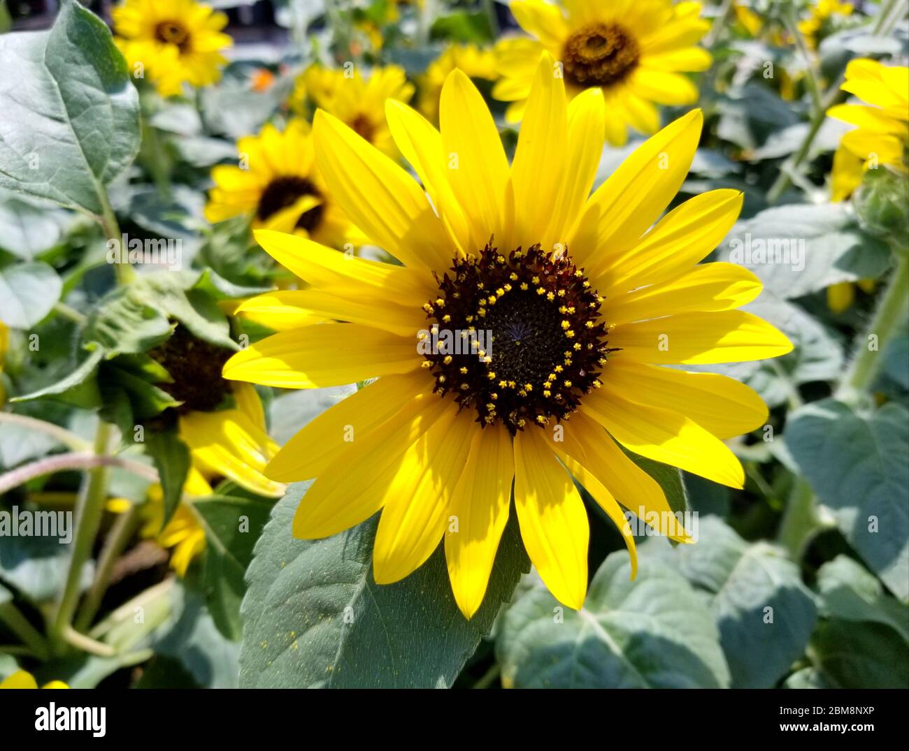 Beautiful yellow sunflower hi-res stock photography and images - Alamy