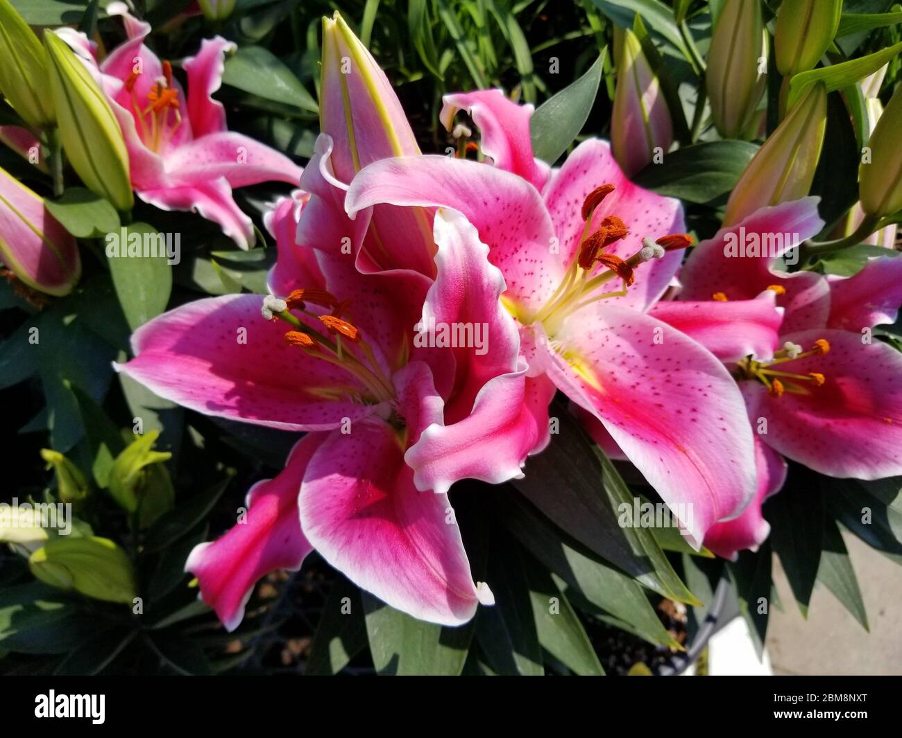 Pink oriental lily hi-res stock photography and images - Alamy