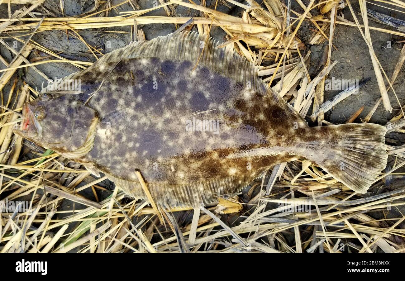 A freshly caught flounder or flatfish on a ground Stock Photo - Alamy