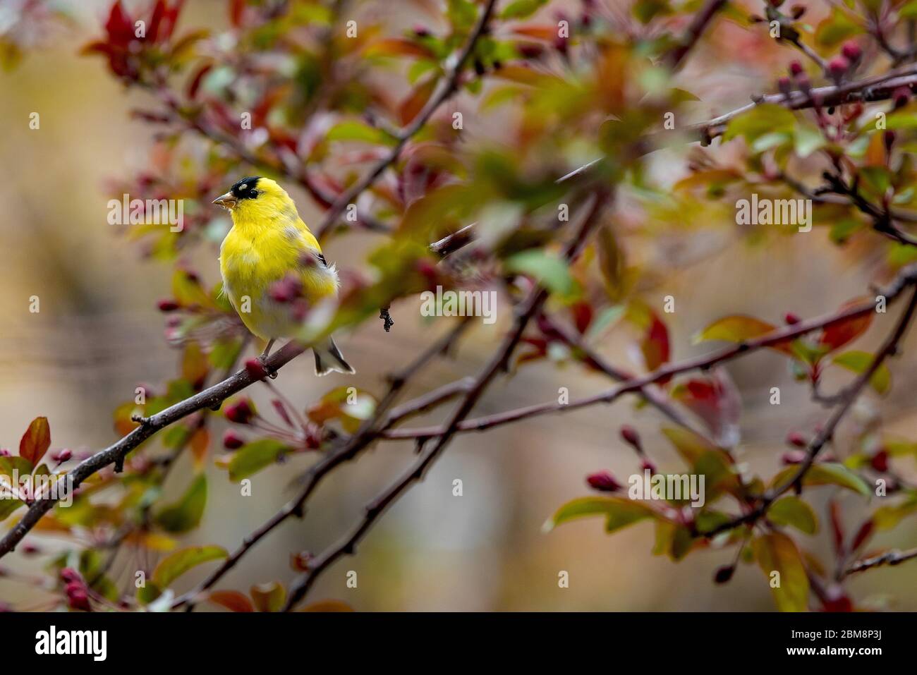 Male Goldfinch (Lesser Goldfinch) in a Crab Apple tree looking for a ...