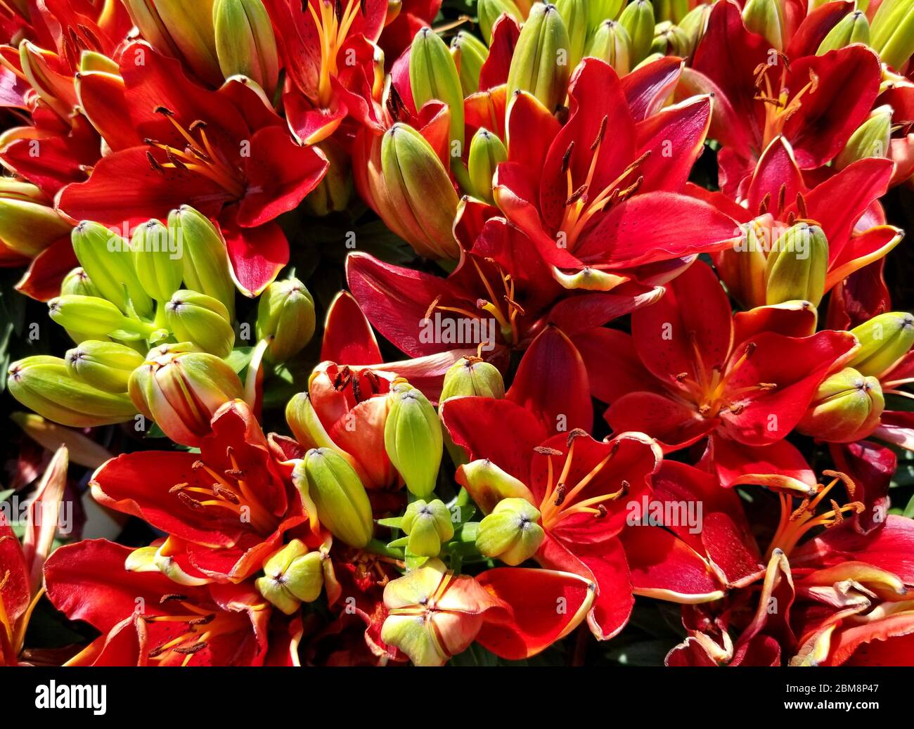 A bunch of bright red Asiatic Lily fragrant flowers Stock Photo - Alamy