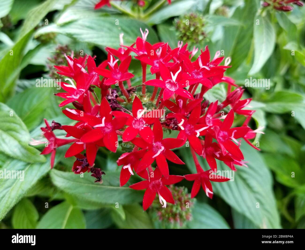 Red pentas hi-res stock photography and images - Alamy