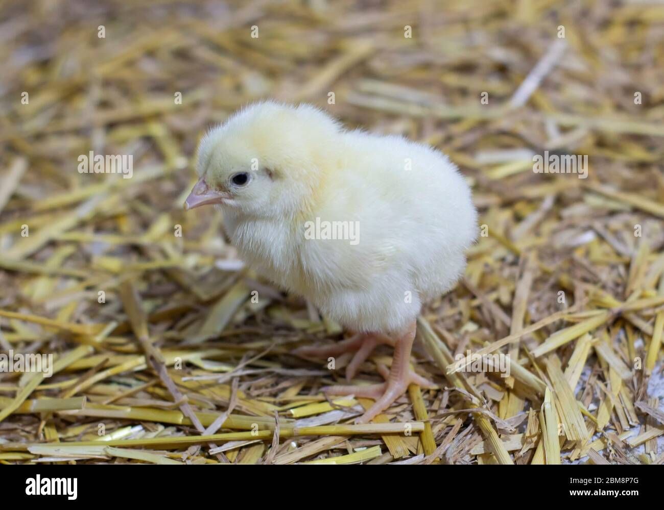 Broiler chicken stands on the floor covered with straw, weaning young ...