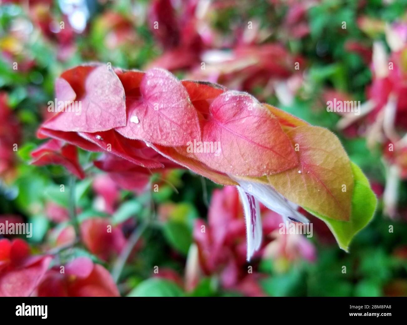 Unique red flower of a shrimp plant Stock Photo - Alamy