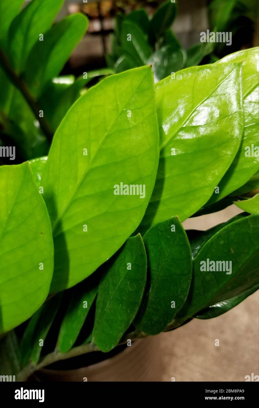 Shiny green leaves hi-res stock photography and images - Alamy