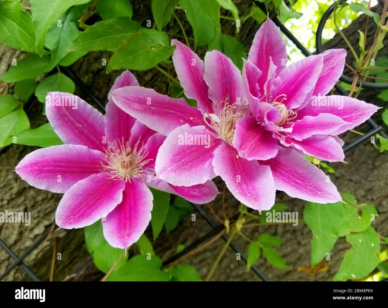 Florida flower hi-res stock photography and images - Alamy