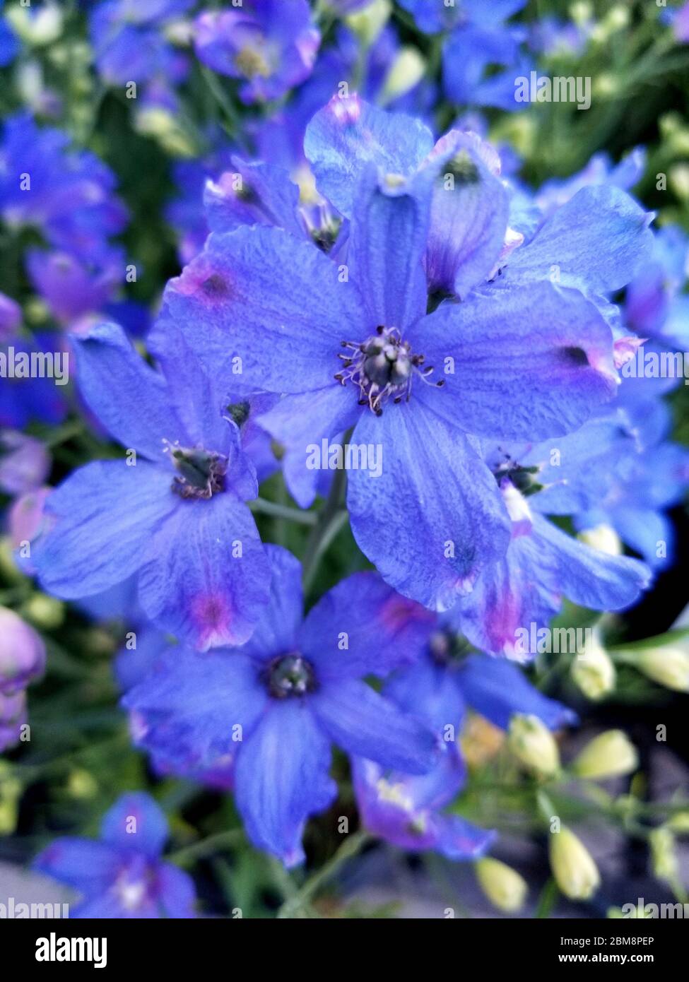Delphinium Grandiflorum Blue Mirror